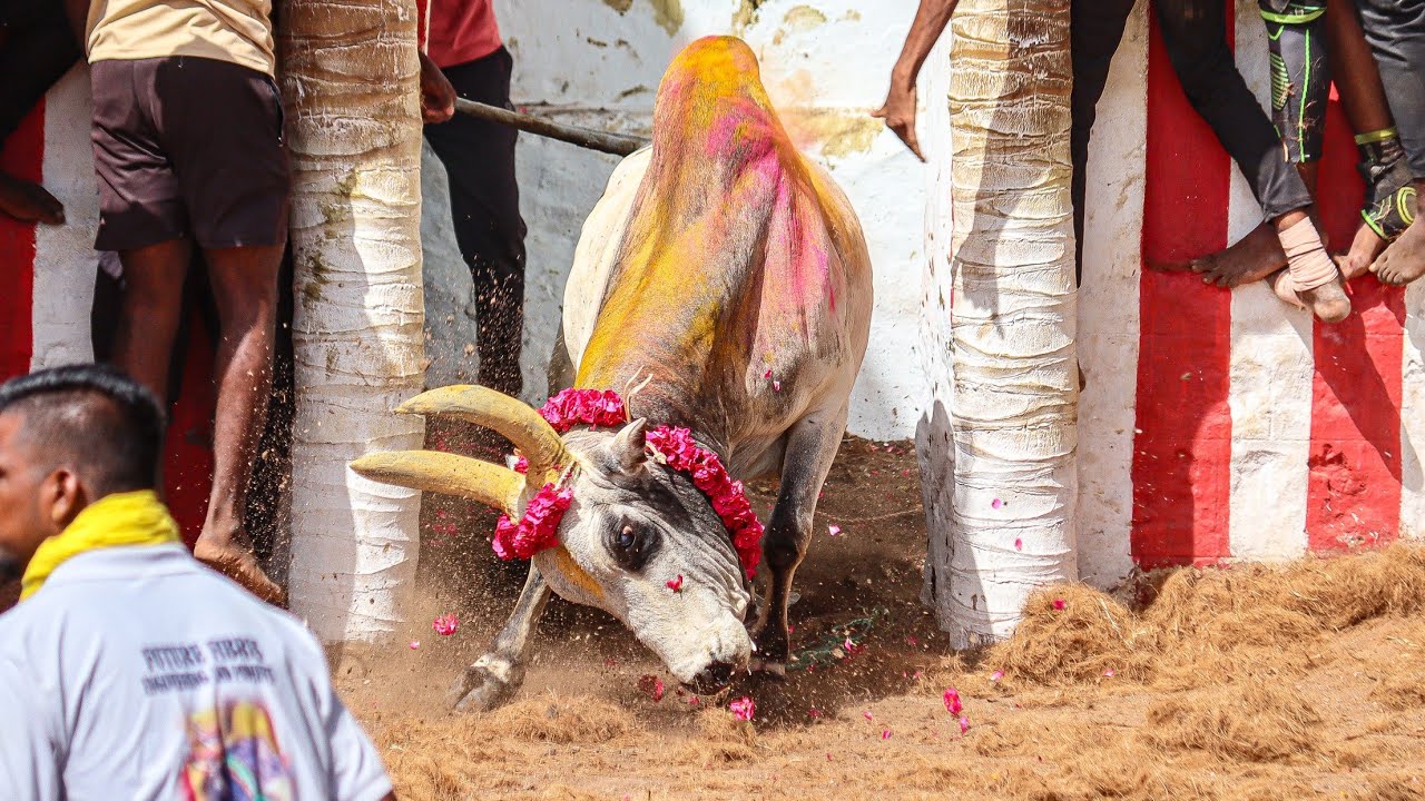 Kattikulam Jallikattu 2025 Videos 04 | கட்டிக்குளம் ஜல்லிக்கட்டு 2025 ...