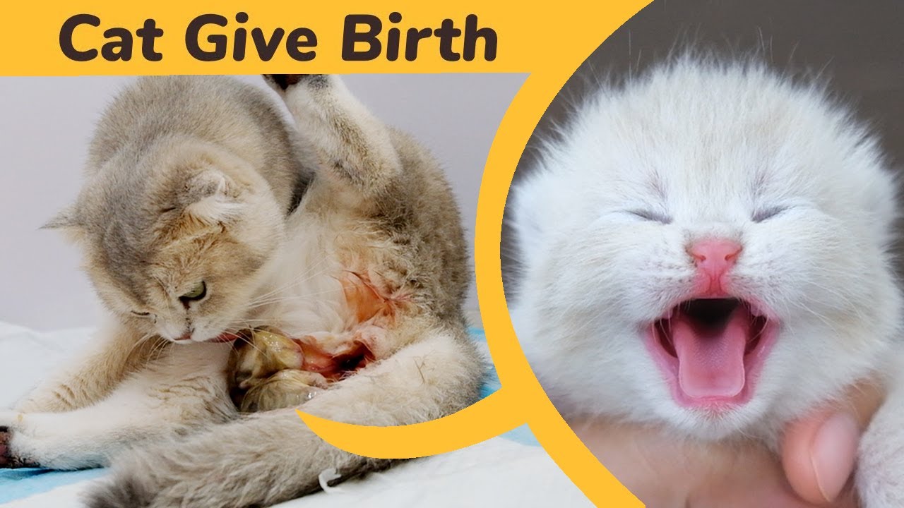 Cat Giving Birth to 2 Kittens - YouTube