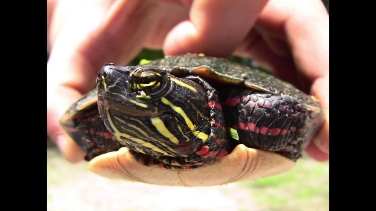 LOL ANIMALS TURTLE - YouTube
