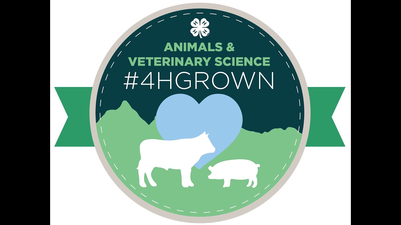 Veterinary Science Project - YouTube