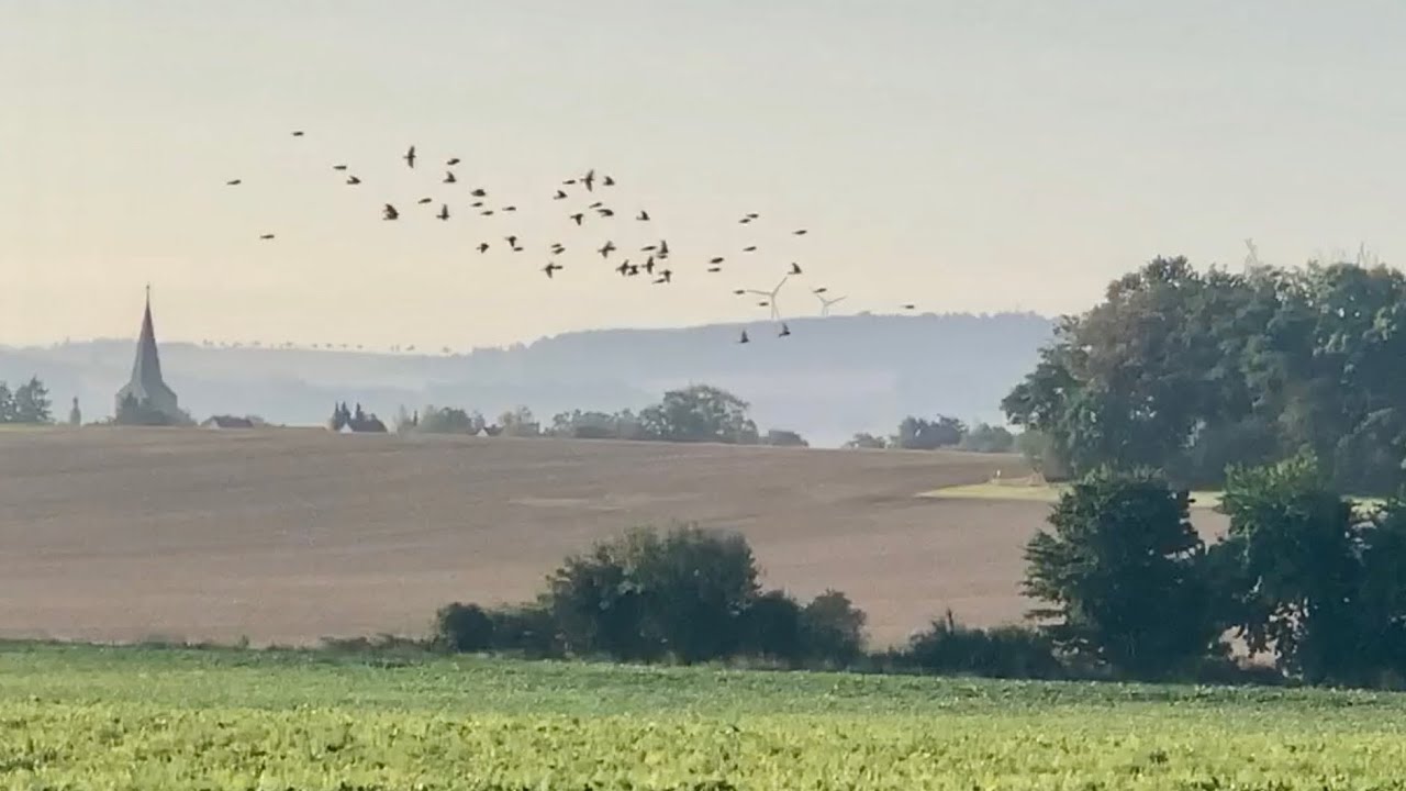 Small Starling Murmuration in German Countryside with Up-Close and ...