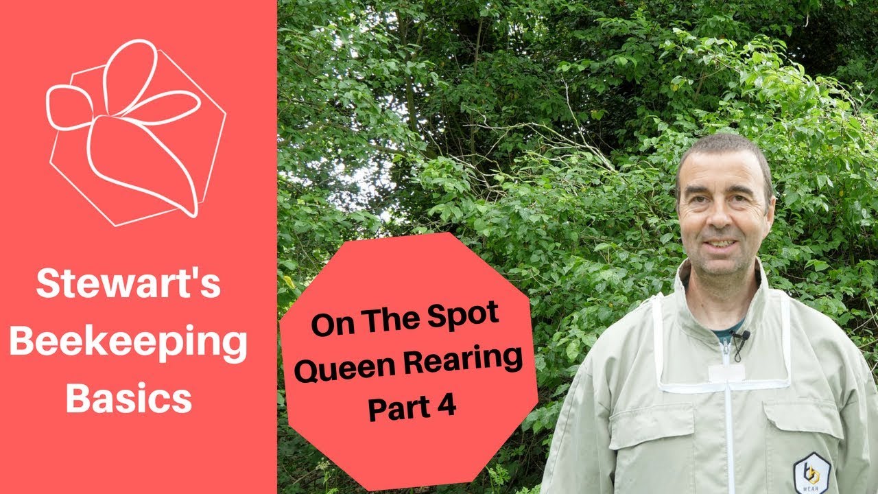 On The Spot Queen Rearing Part 4 - Stewart Spinks at the Norfolk Honey ...