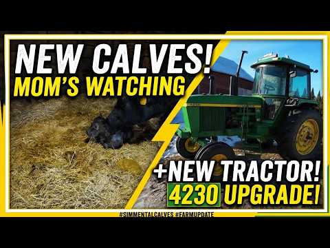 New Calves & a Big Upgrade! The Reality of Simmental Calving Season!