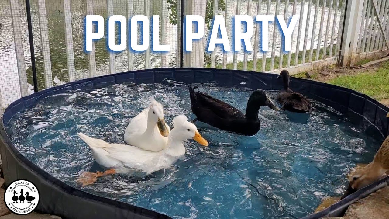 The ducks are having a blast! - YouTube