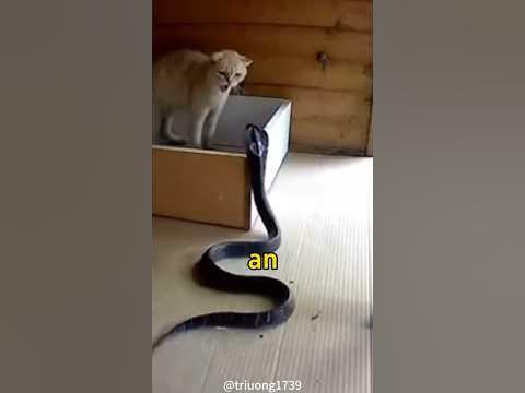 This Is Why Snakes Lose To Cats In Every Fight #shorts - YouTube