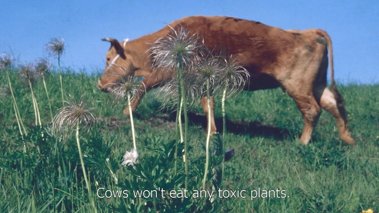 Grassland and Red cows (Aka-ushi) ~Aso Grassland Photo Library~ - YouTube