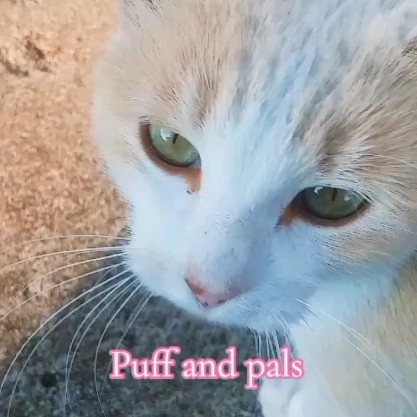 Puff and pals #cats - YouTube
