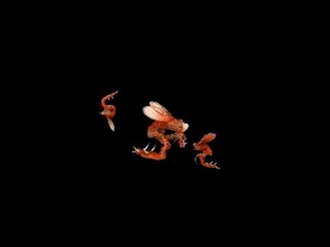 spore- zerg hydralisk - YouTube