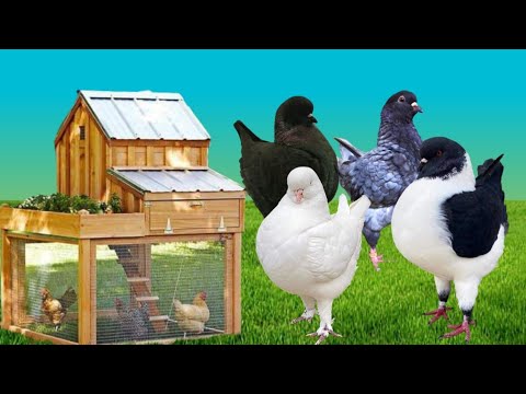 American King Modena Pigeon Farm In Bangladesh | King Pigeon Loft ...