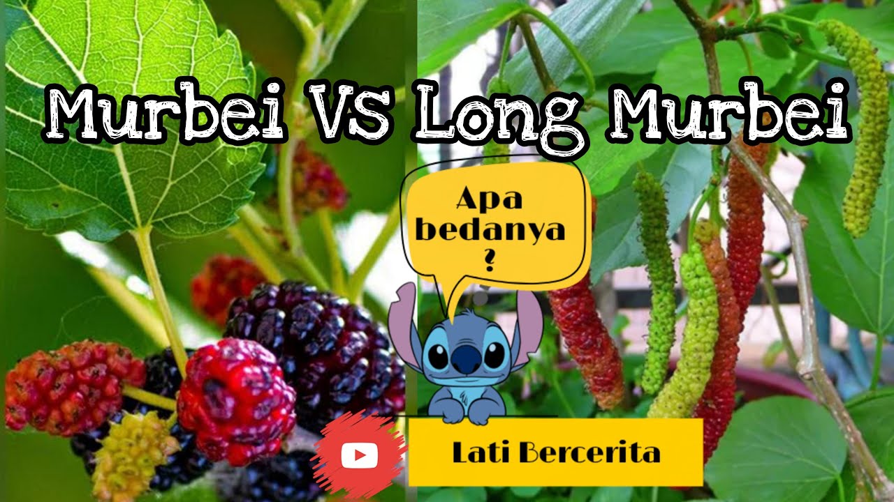 Yuk kita mengenal si murbei dan saudaranya si long murbei - YouTube