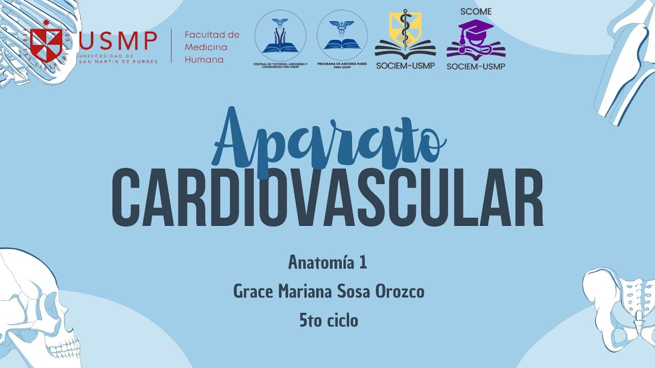 Anatomía I - Sesión 10 - Aparato Cardiovascular - Grace Sosa - 2025-0 ...