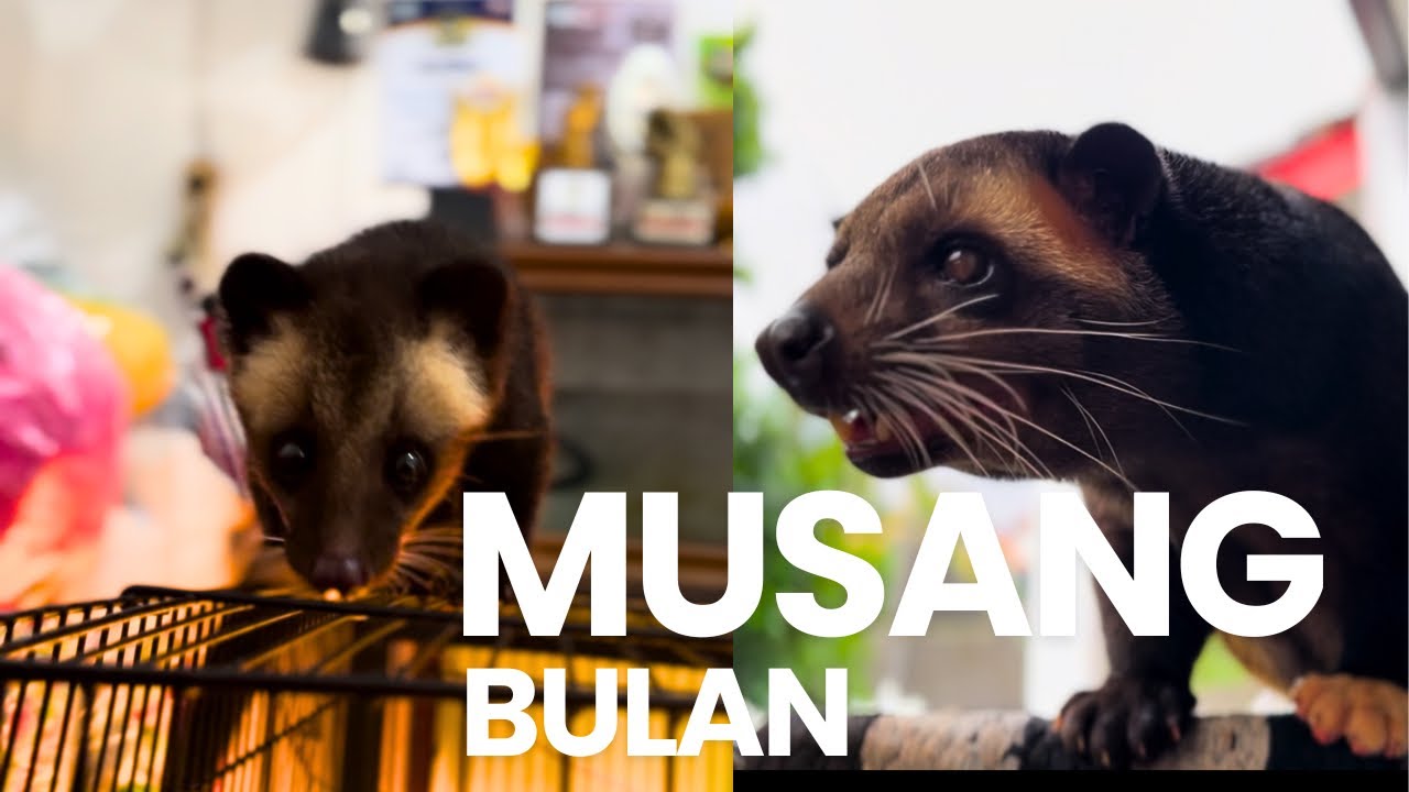 MUSANG BULAN - YouTube