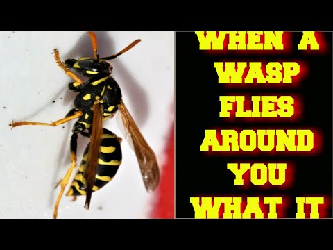 WHEN A WASP FLIES AROUND YOU WHAT DOES IT MEAN ? - YouTube