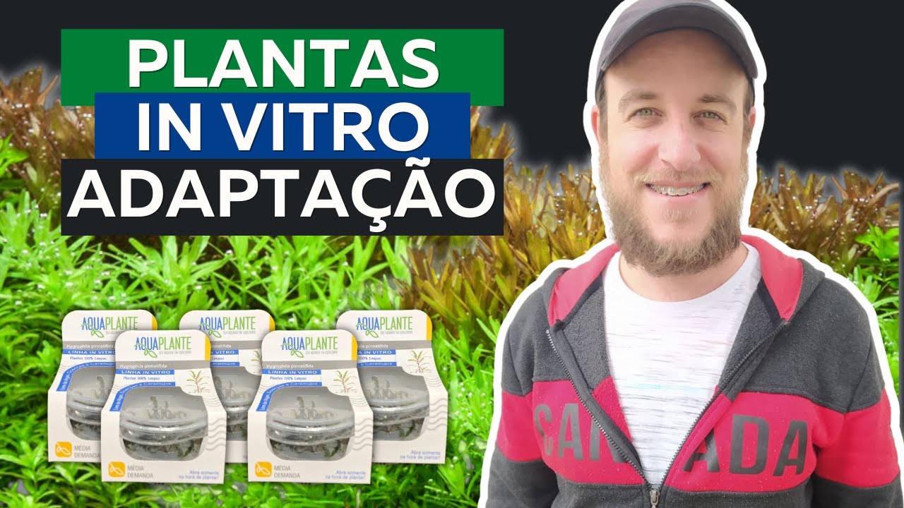 📚Cuidados Básicos com Plantas AquaPlante In Vitro no Aquário Plantado📚 ...
