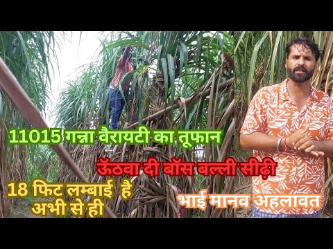अतिभयंकर co-11015 गन्ना वैरायटी मे मानव अहलावत ने लगाई बांस-बल्ली व ...
