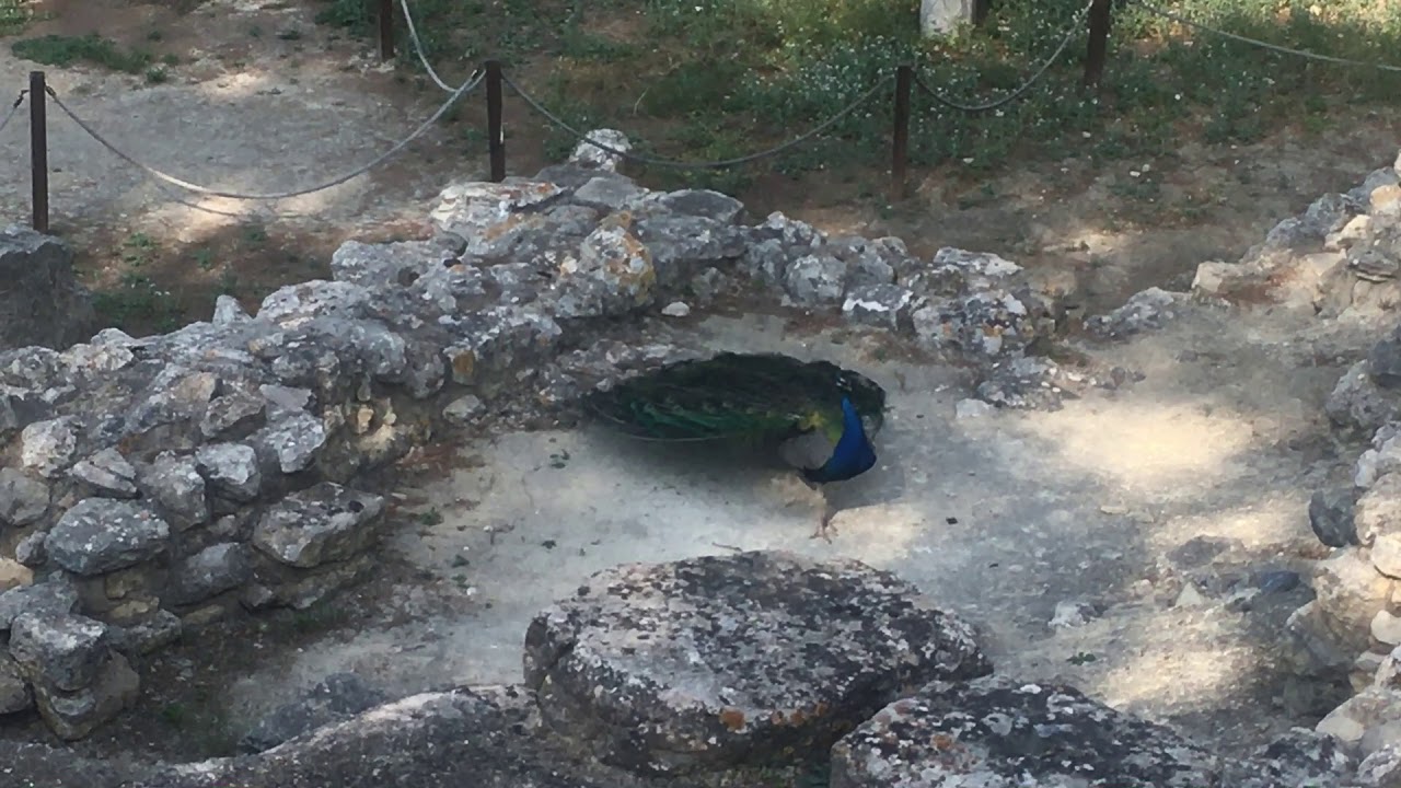 Peacock in Knossos - YouTube
