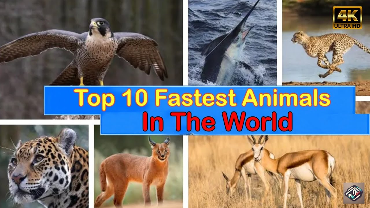 Top 10 Fastest Animals in the World | Fastest Animal in the World ...