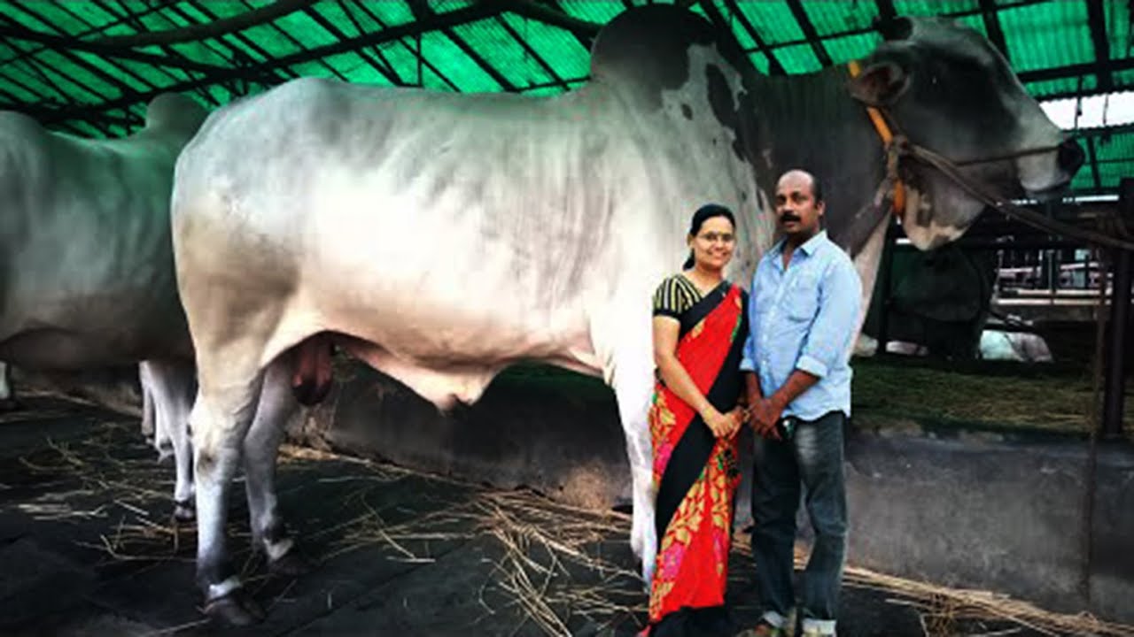 Gabtoli gorur haat 2019 - Big cow in Dhaka (10) - YouTube