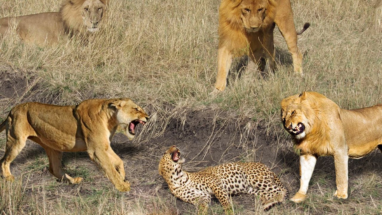 How Lions Kill A Leopard In The Wild- Animal Fights - YouTube