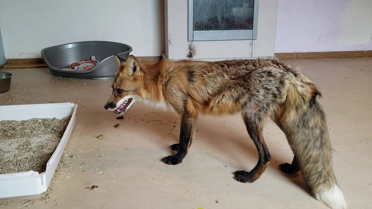 What does the baby fox say? Playtime for the foxes and Hera being a ...