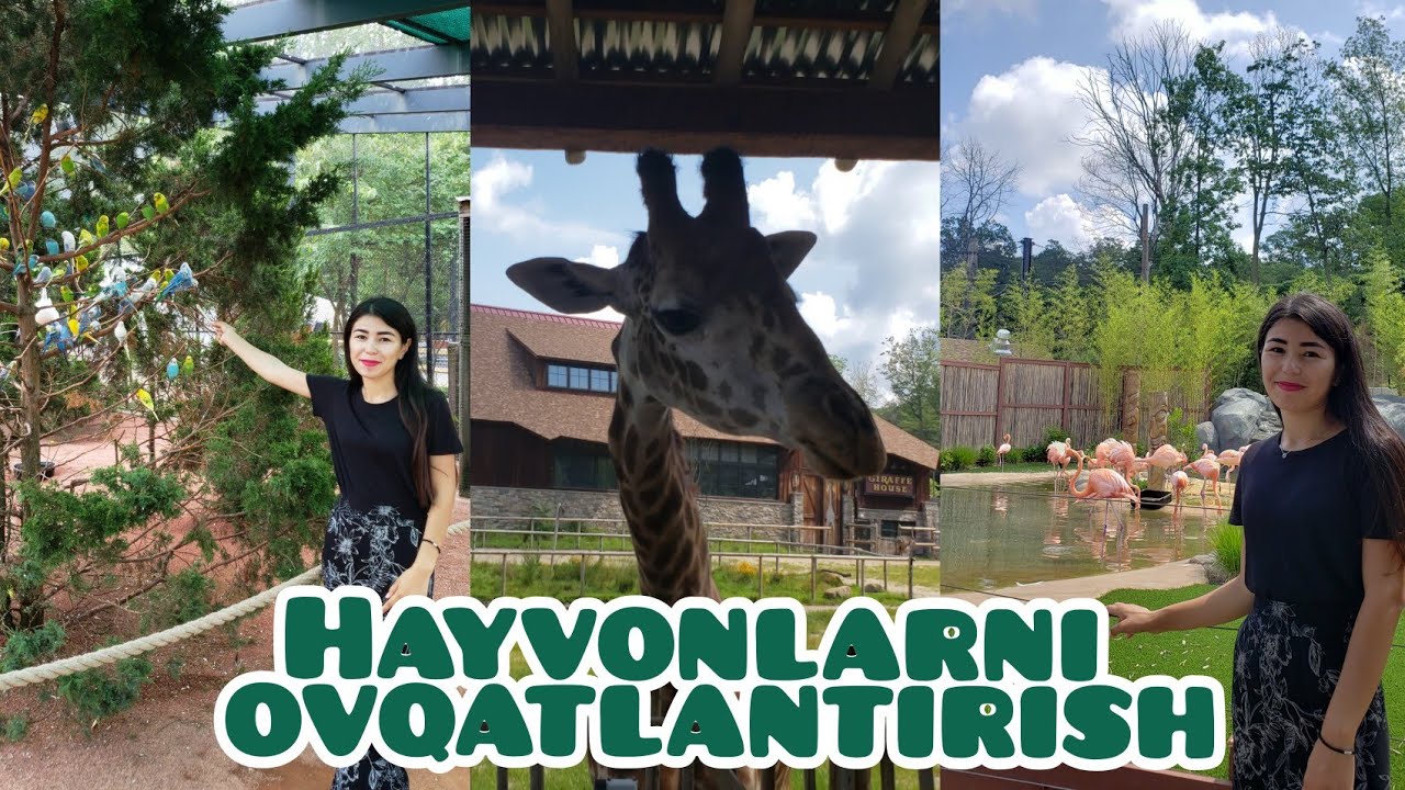 AMERIKADAGI HAYVONOT OLAMI😍 KELING,TOMOSHA QILAMIZ😍 New Jersey. Turtle ...