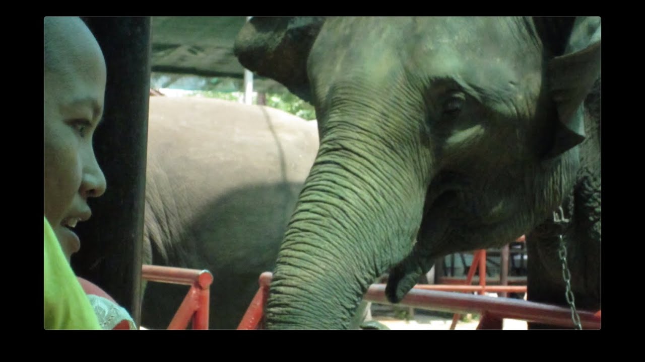 Thailand Travel: Origins of the White Elephant Gift - YouTube