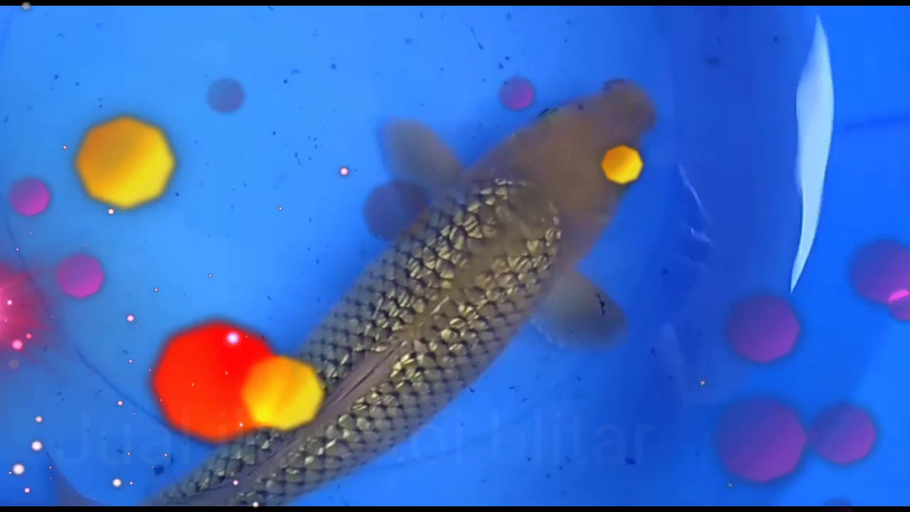 Ikan KOI Blitar - YouTube