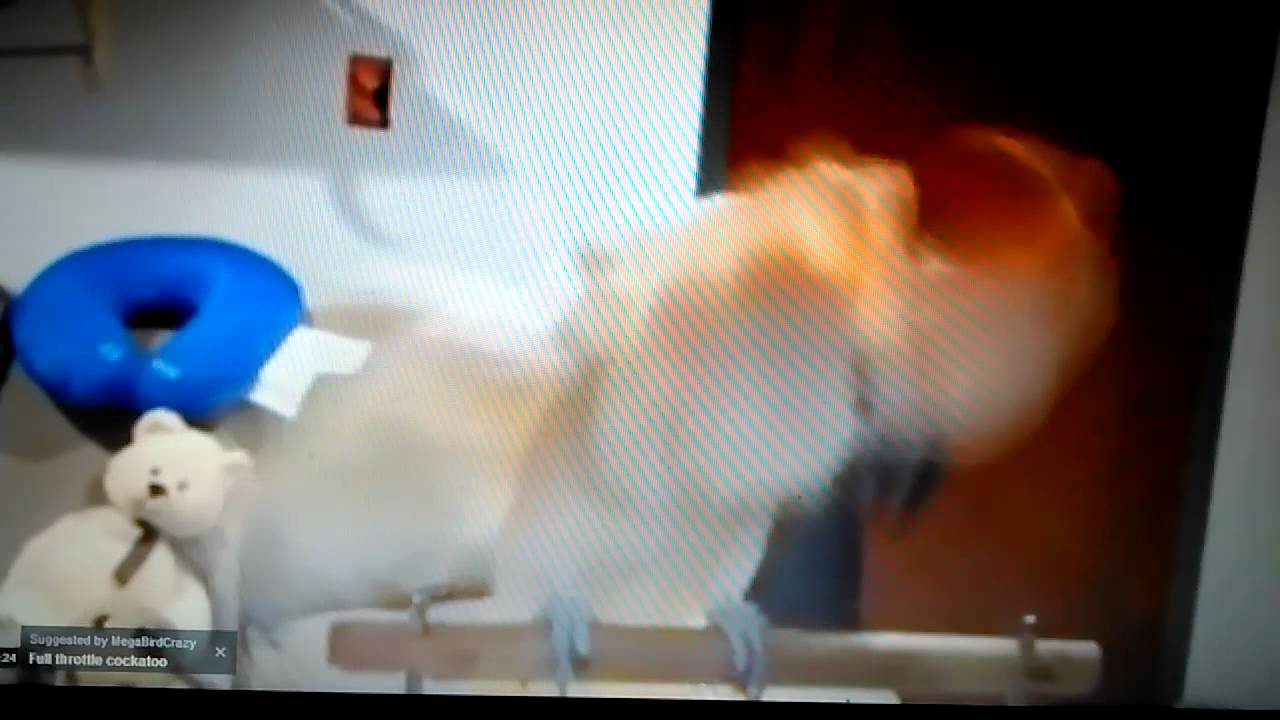 My bird talking shit - YouTube