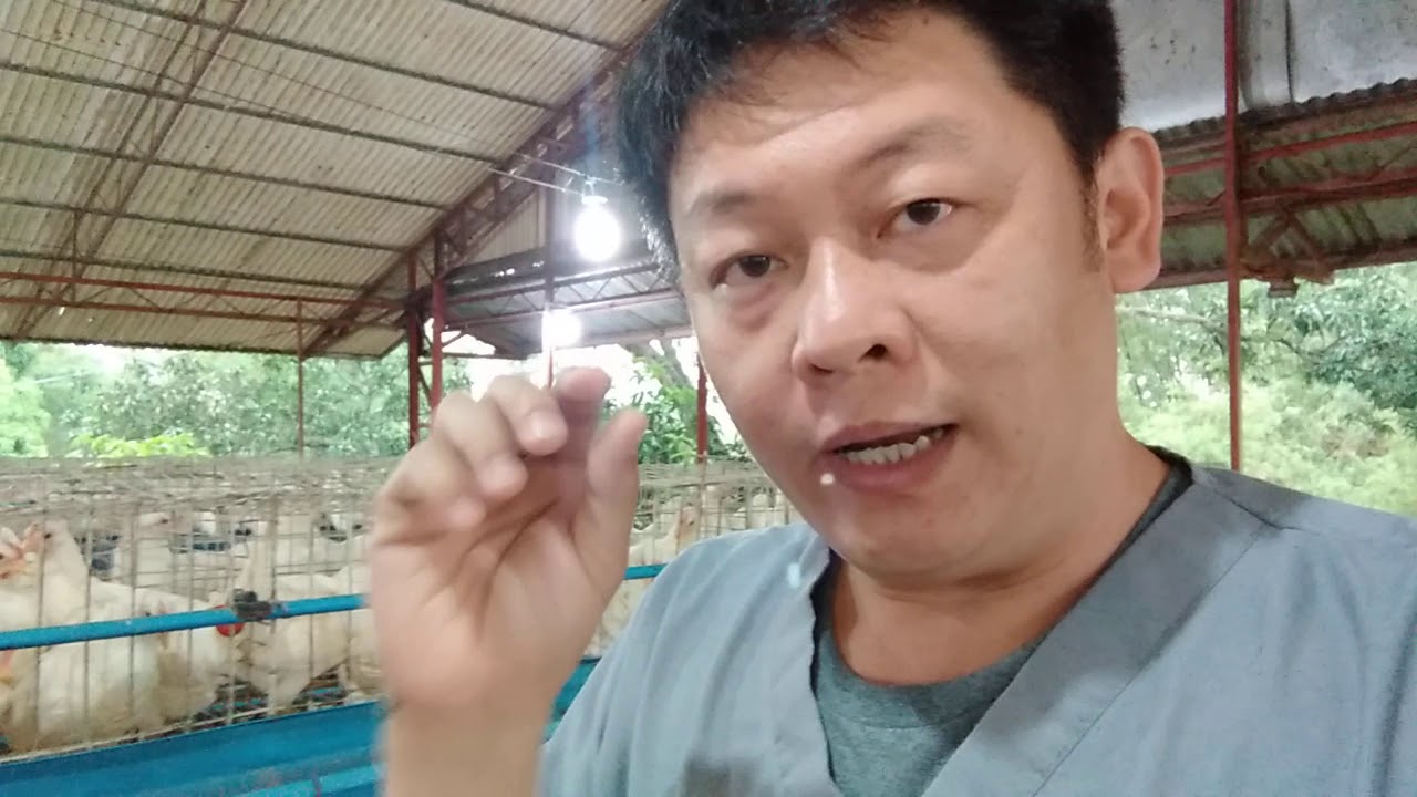 Pullet Transfer Pointers - YouTube