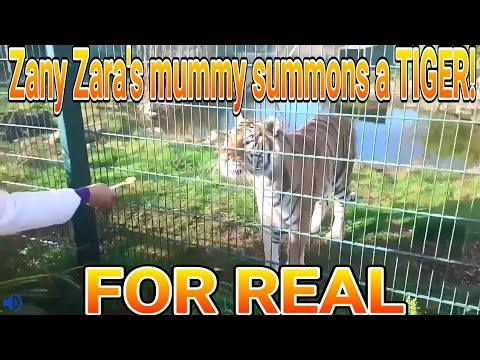 How to summon a tiger - YouTube