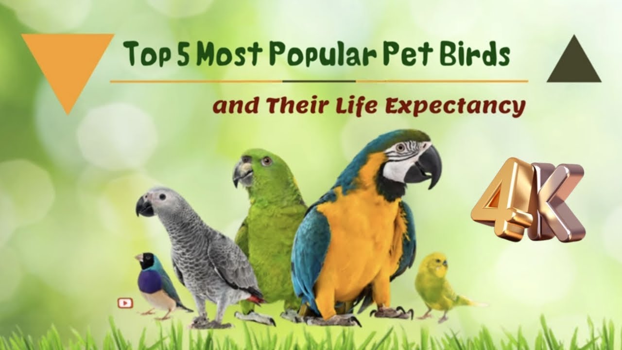 Top 5 most popular pet birds and their life expectancy 4K - YouTube