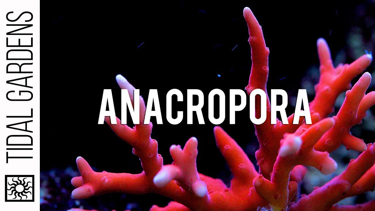 Anacropora Coral Care Tips - YouTube
