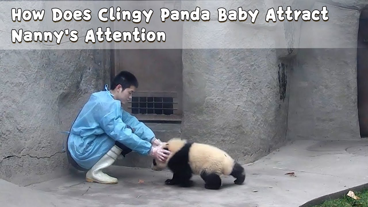 How Does Clingy Panda Baby Attract Nanny's Attention | iPanda - YouTube