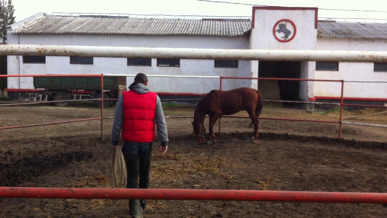 gidran stallion first encounter - YouTube