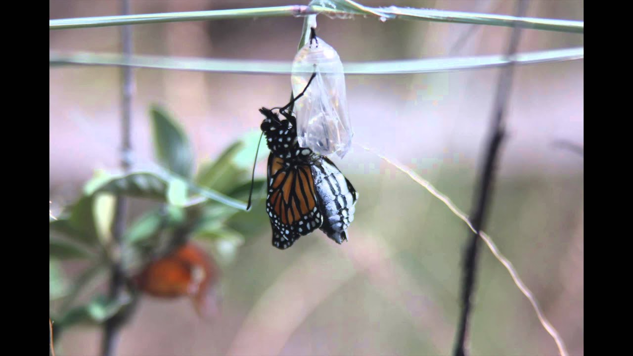 Monarch Butterfly - from caterpillar to butterfly - YouTube