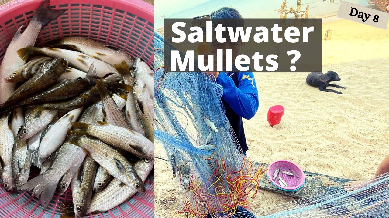 How To Catch Saltwater Mullet Everyday At Home | How to Catch Mullets ...