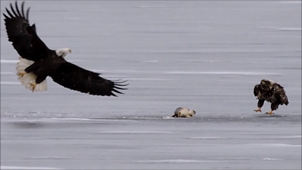 Bald Eagles fighting over a fish - YouTube