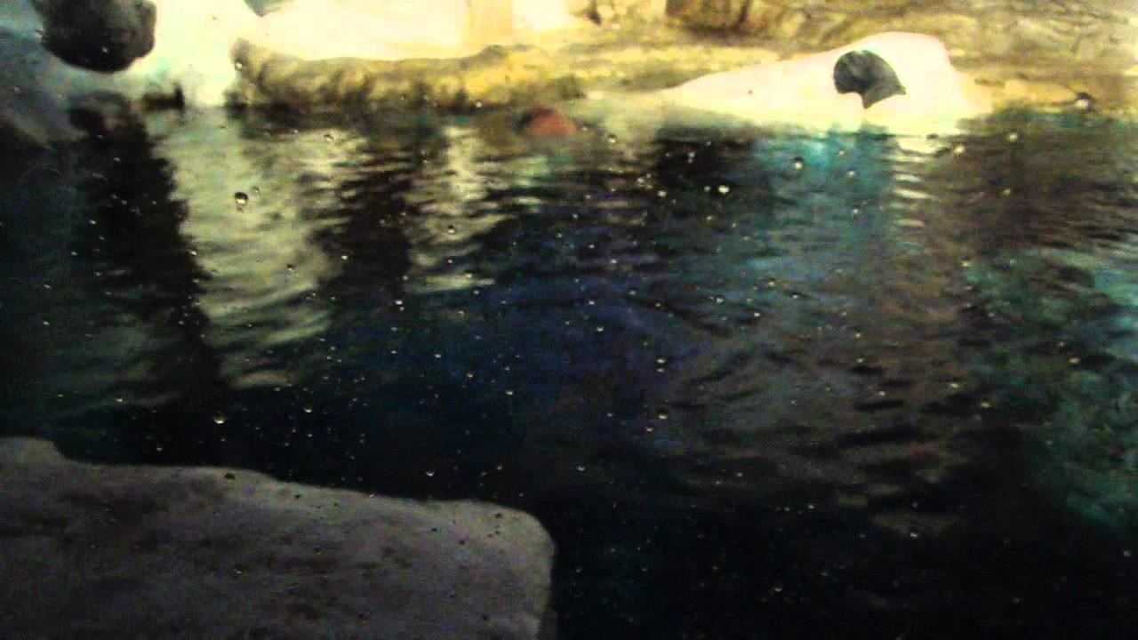 Vacation 2012: SeaWorld Wild Arctic: Walrus - YouTube
