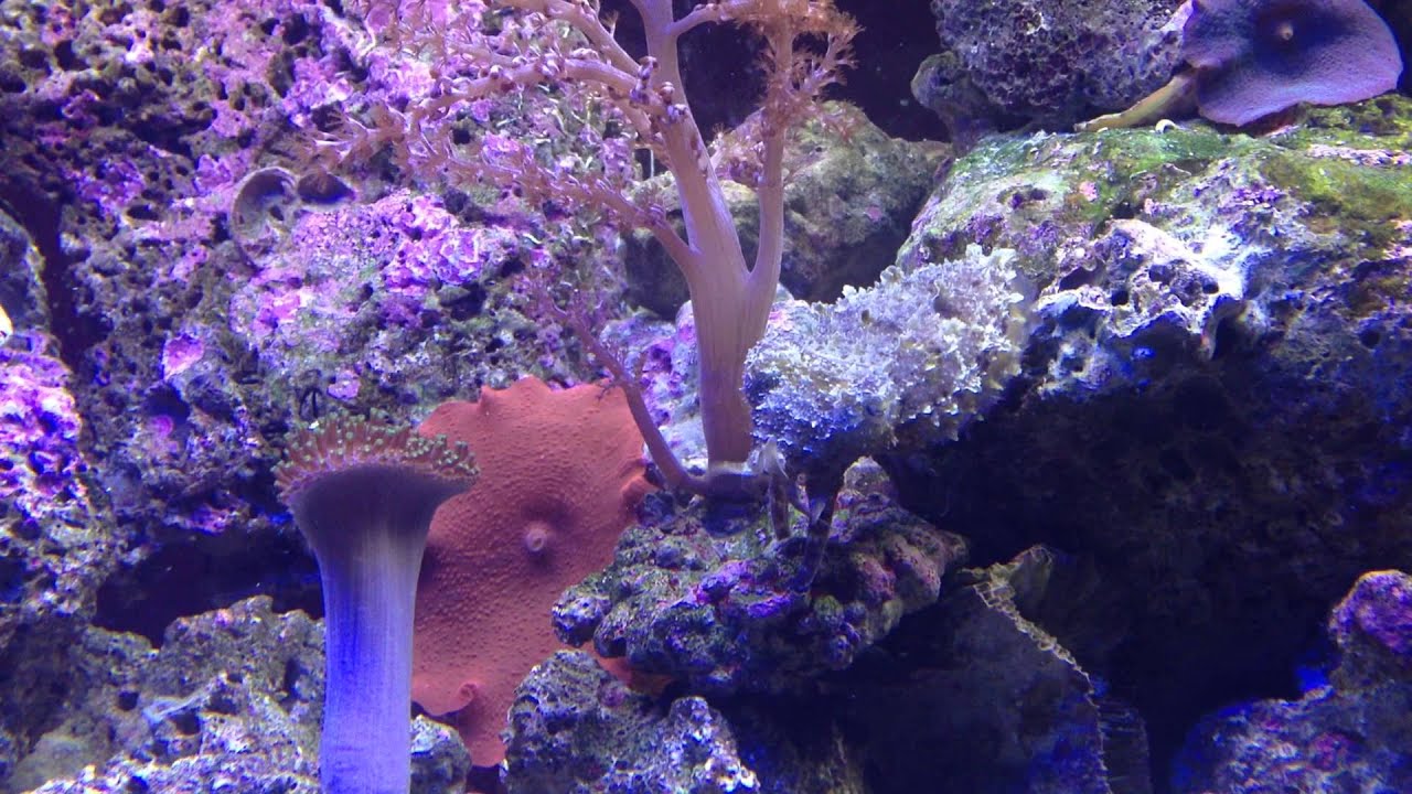 Cuttlefish Arm Waving Behavior - YouTube