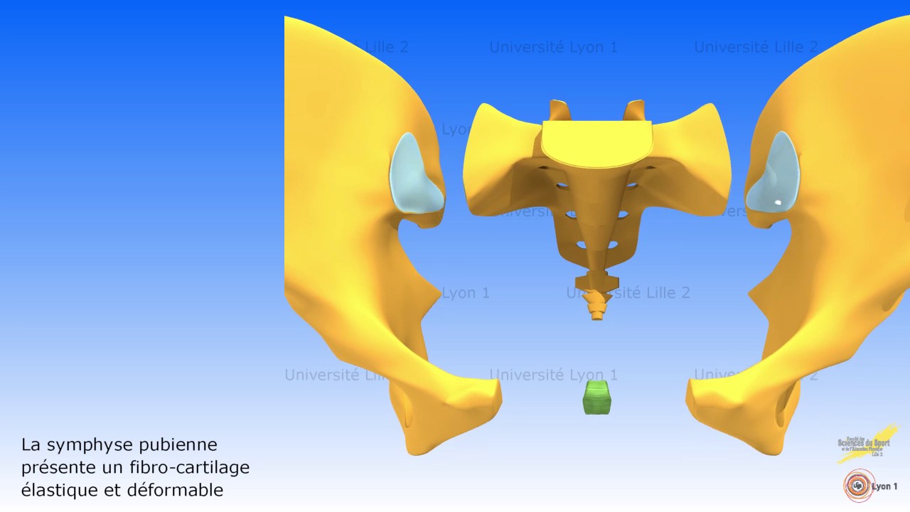 La mobilité du bassin: les mouvements de la symphyse pubienne - YouTube