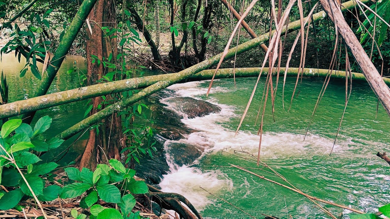 BEAUTIFUL STREAM IN DEEP FOREST RIVER Sounds for Slepp for Stress ...