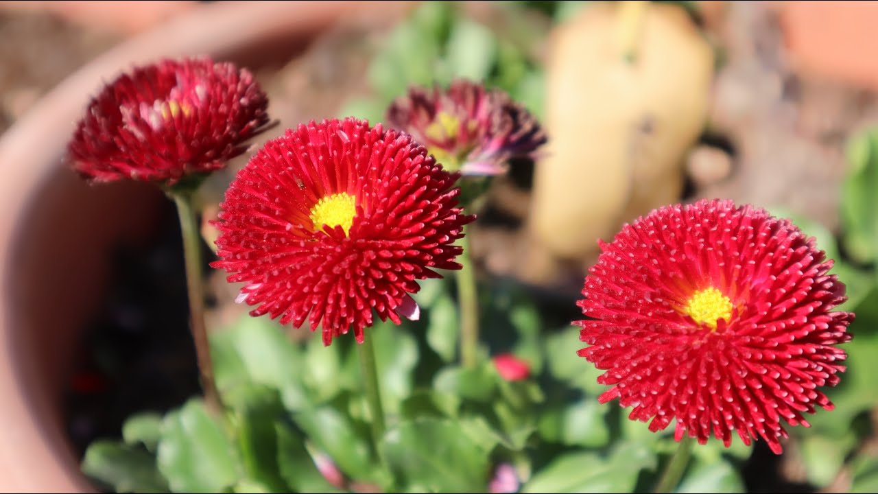 Cómo cuidar de la Margarita Pompón - Bellis perennis monstrosa ...