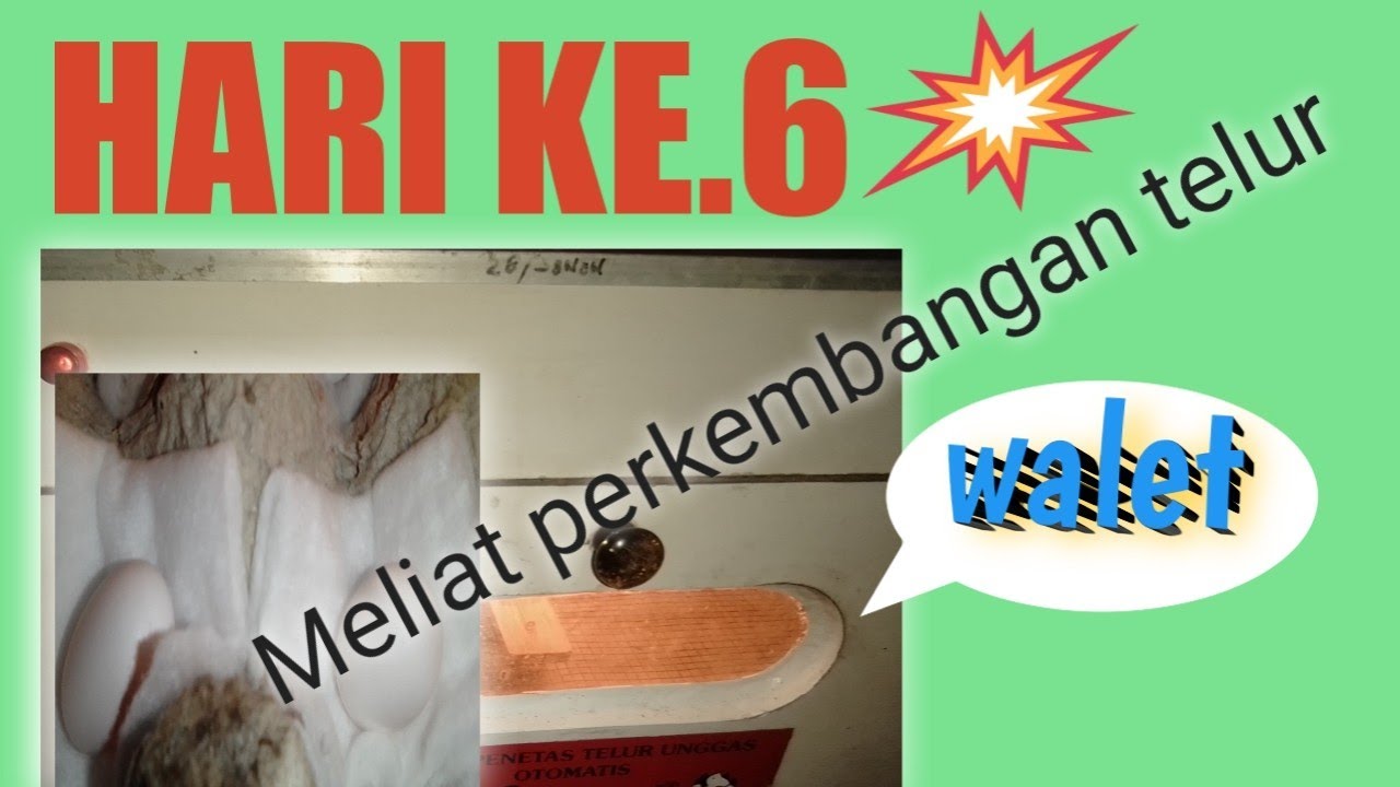 Perkembangan penetasan telur walet setelah 5 hari - YouTube