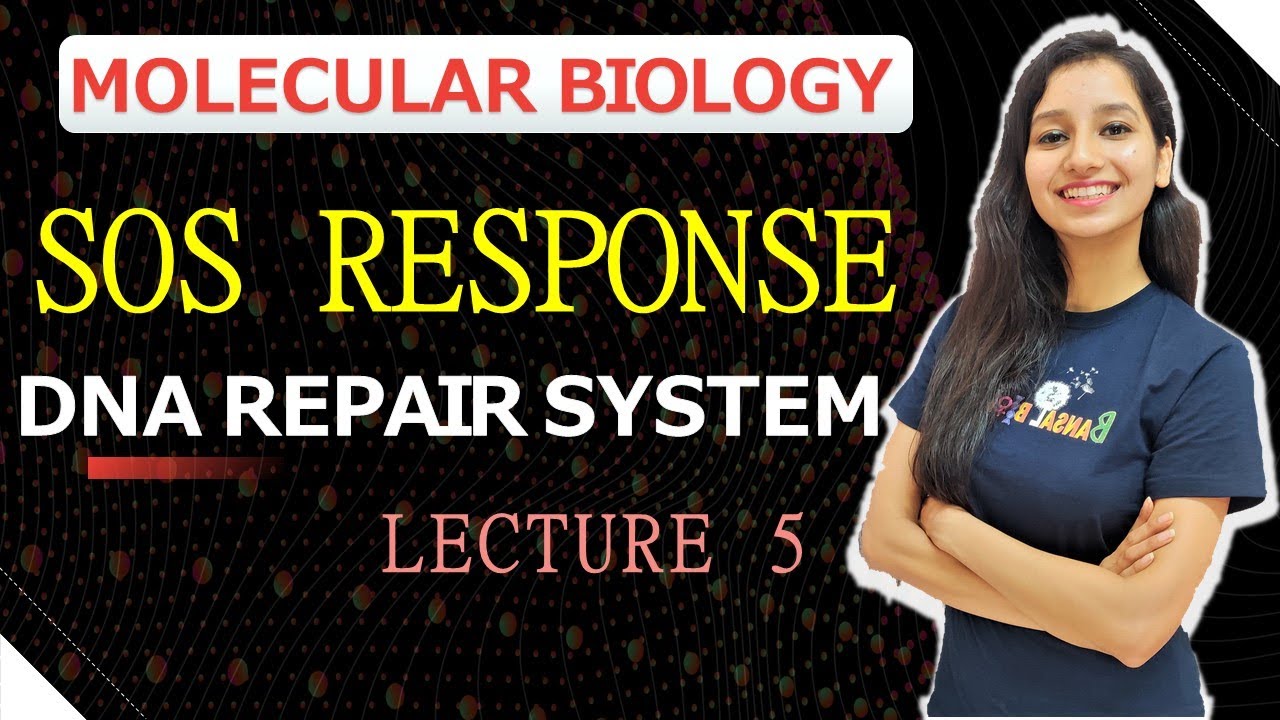 SOS RESPONSE DNA REPAIR LECTURE 5 |Molecular Biology| Dna Repair System ...