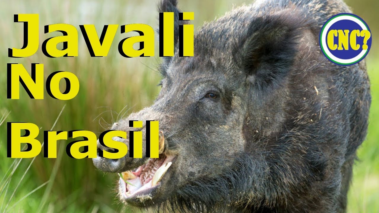 A História Do Javali No Brasil - YouTube