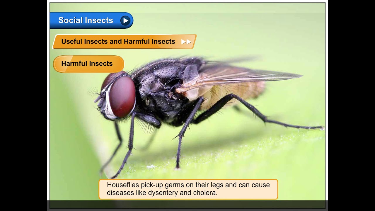 Some Useful Insects | Environmental Studies Class 3 - YouTube