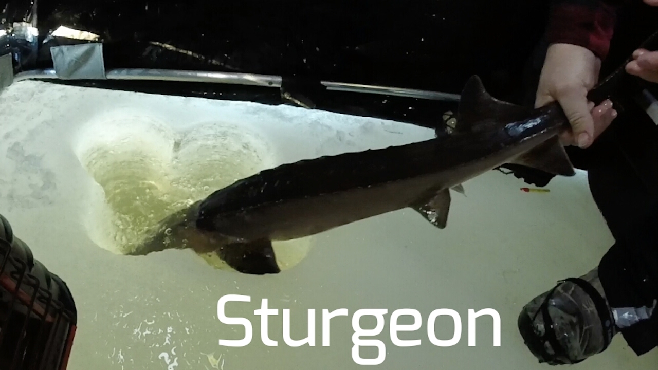 Ice Fishing for Sturgeon on the St. Croix River, MN 2017 - YouTube
