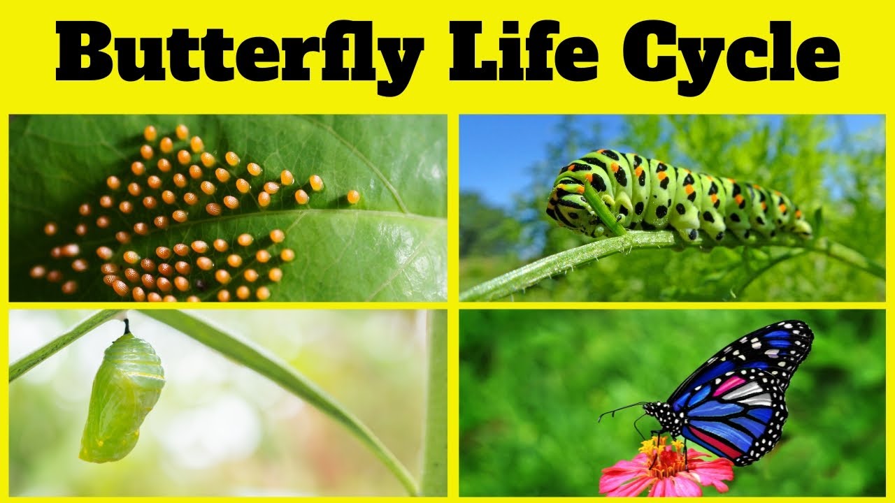 Butterfly Life Cycle for Kids | Learn about butterfly stages | Animated ...