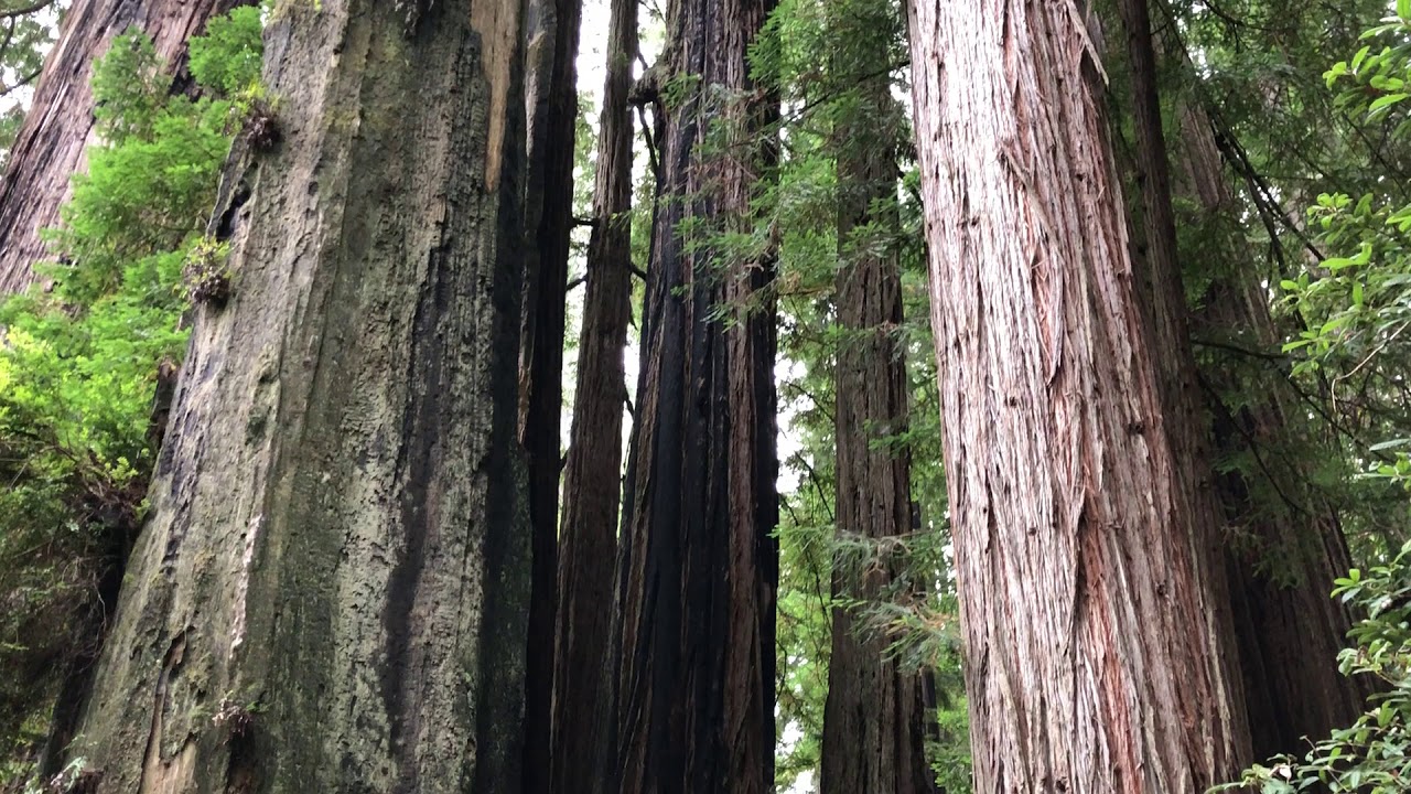 Redwood Trees in Lady Bird Johnson Grove - YouTube