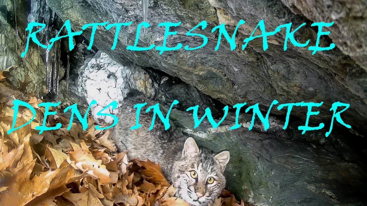 Rattlesnake Dens in Winter - YouTube